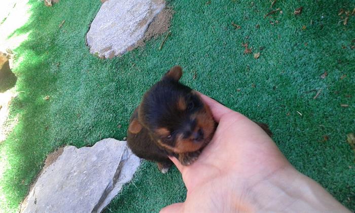 YORKSHIRE MINI TOY