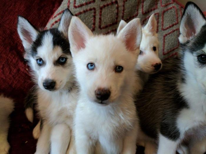 CUCCIOLI SIBERIAN HUSKY