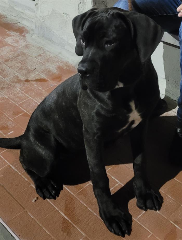 CUCCIOLA CANE CORSO