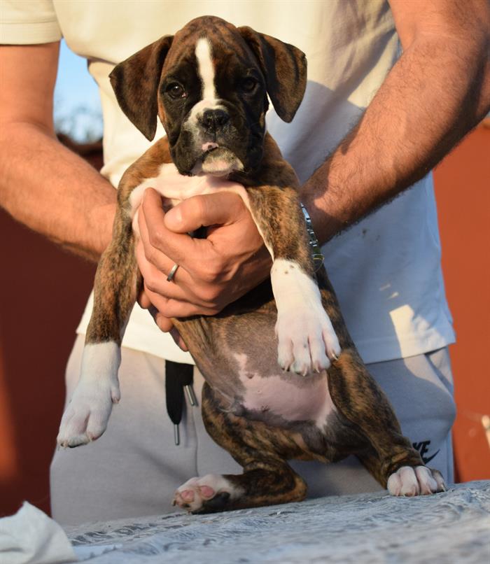 BOXER MASCHIO TIGRATO