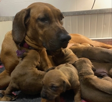 Cuccioli dì Rhodesian Ridgeback 