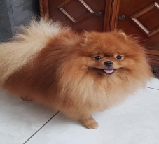 Spitz pomerania per monta arancio