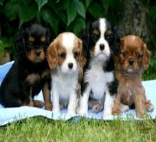 Capire i cuccioli di Cavalier King Charles