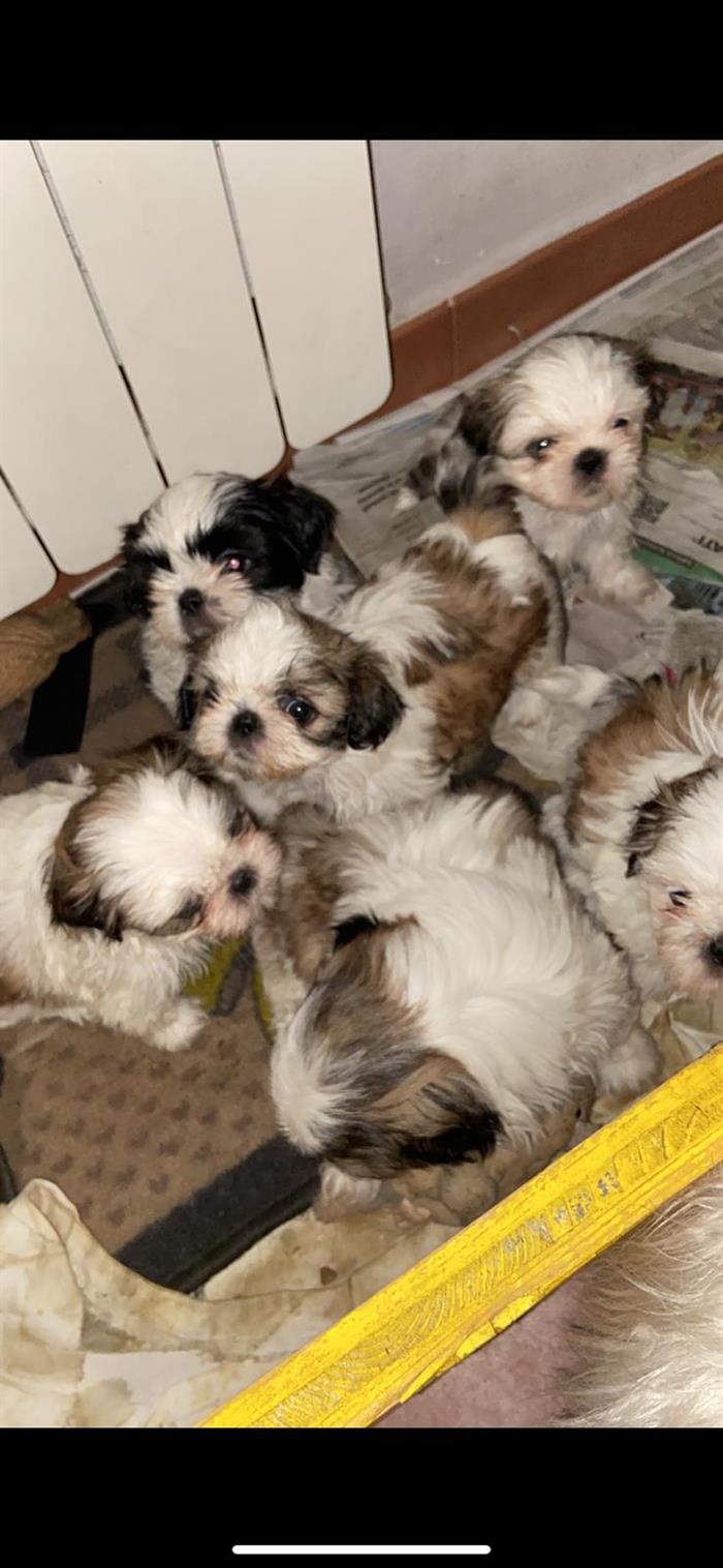 CUCCIOLI DI SHIH-TZU