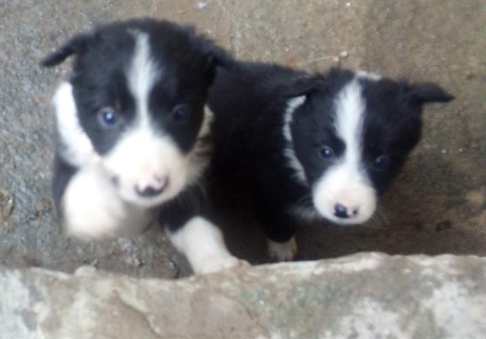 BORDER COLLIE