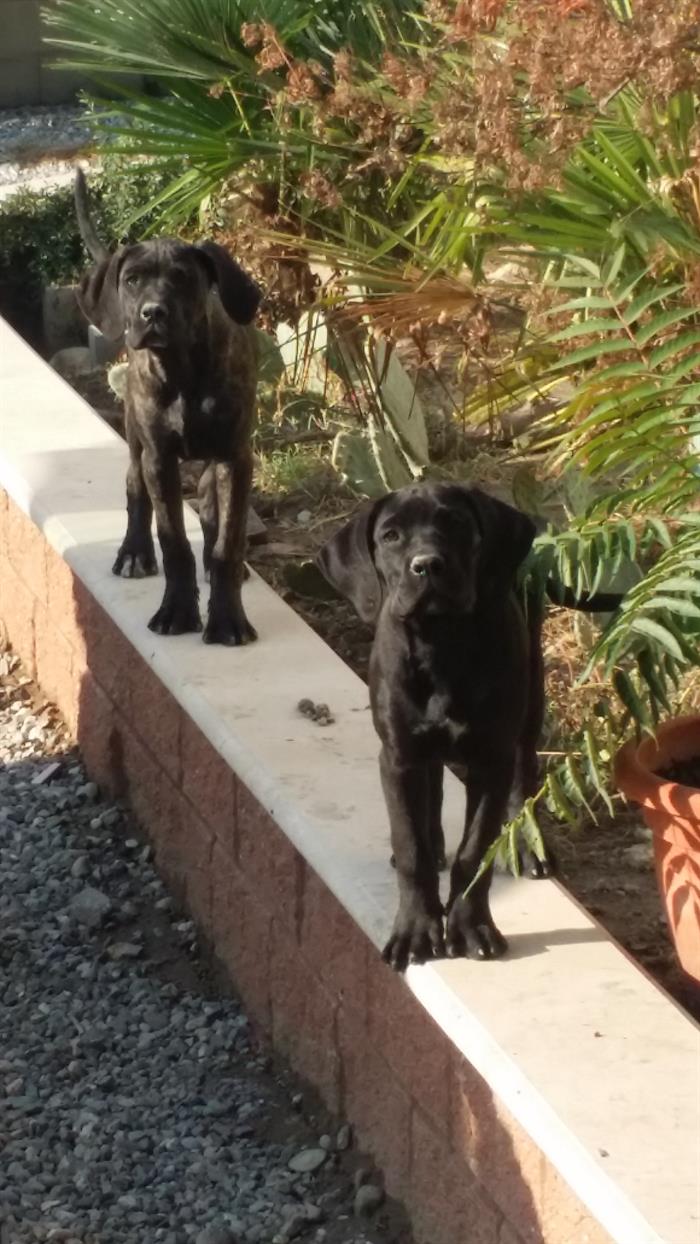 CANE CORSO