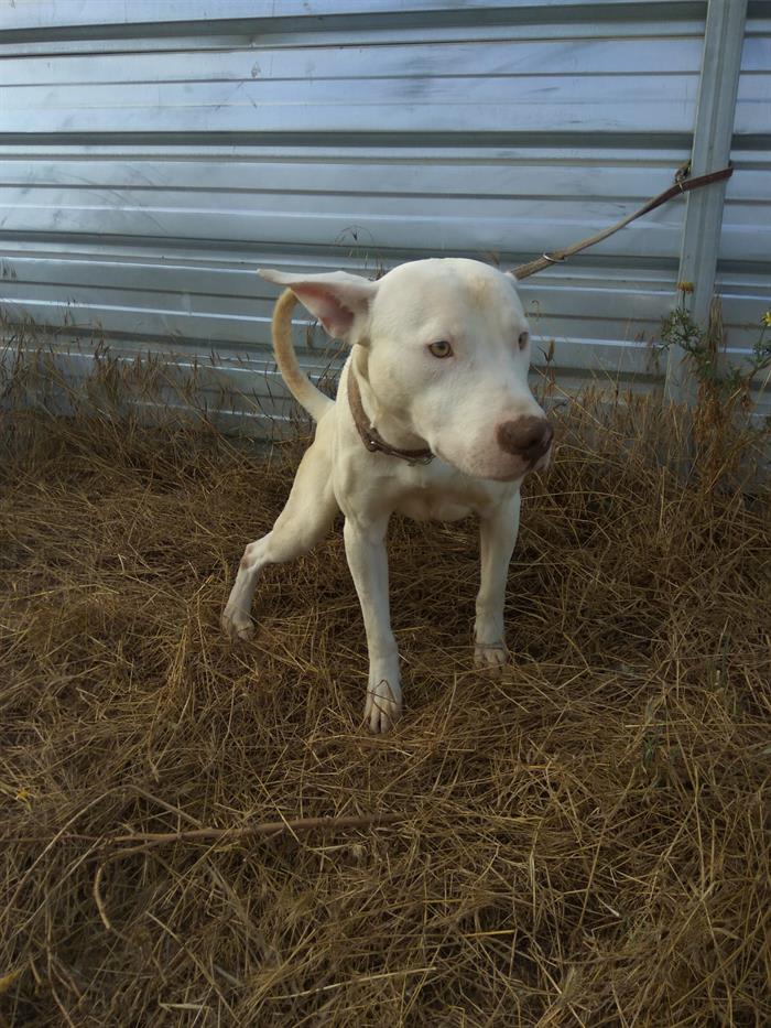 RAFFAELLO BELLISSIMO PITBULL