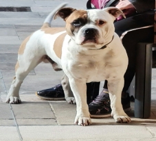 AMERICAN STAFFORDSHIRE TERRIER X MATRIMONIO