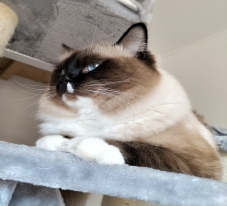 Ragdoll maschio seal mitted disponibile per accoppiamento Vado Ligure