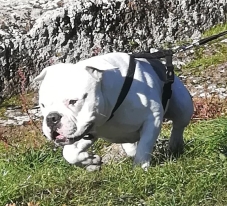 American Bully disponibile per accoppiamento