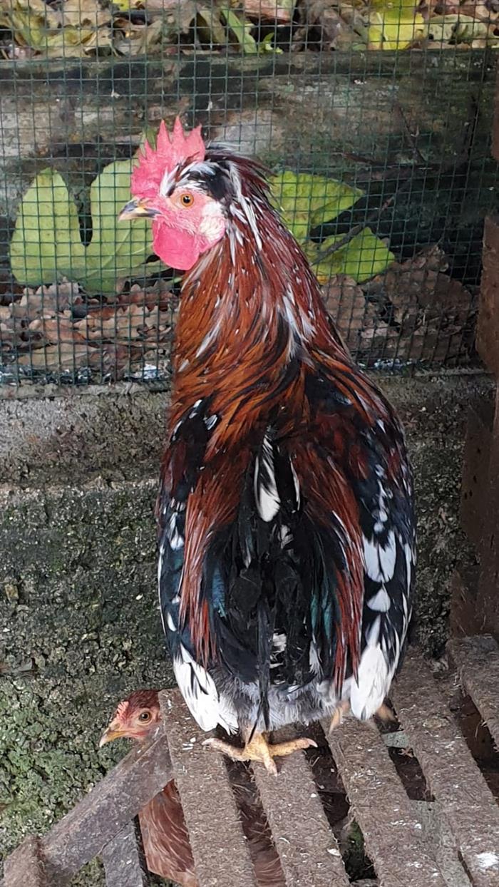 GALLO DELLA RITIRATA