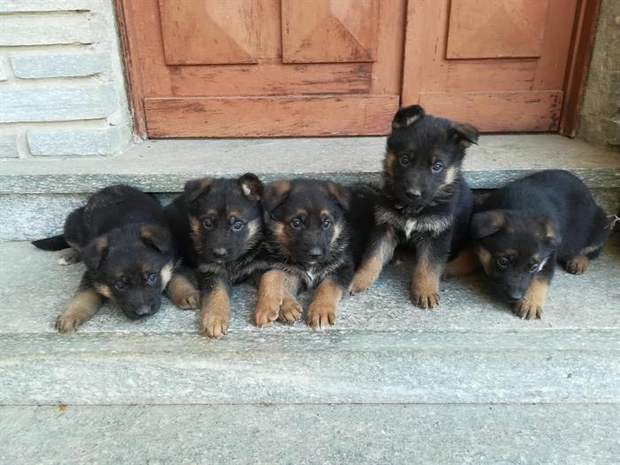 STUPENDI CUCCIOLI PASTORI TEDESCHI