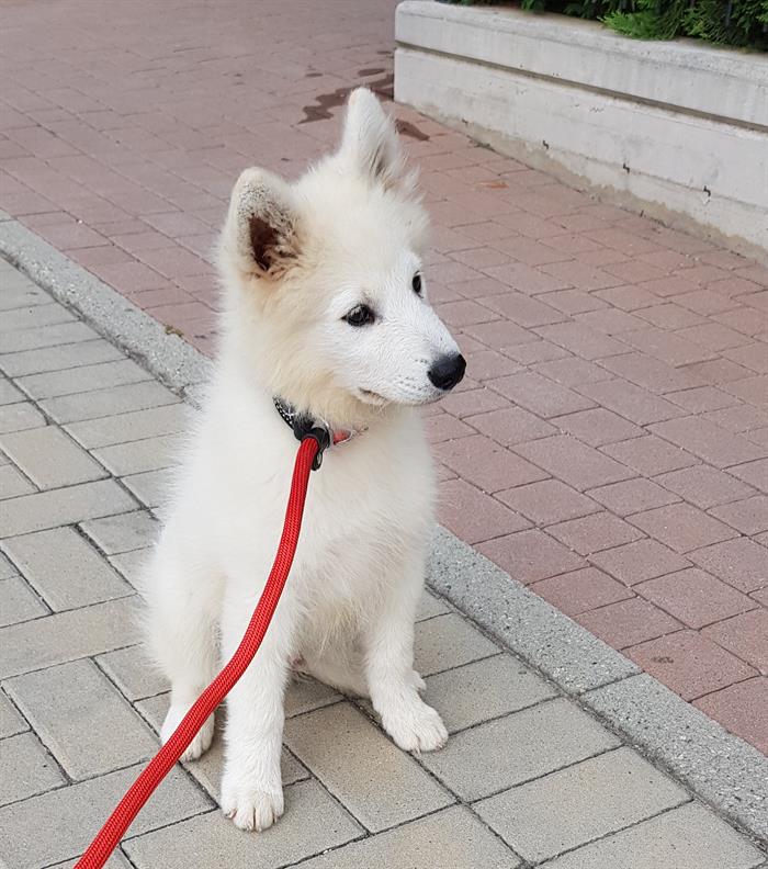 SAMOYED CUCCIOLO CON PEDIGREE