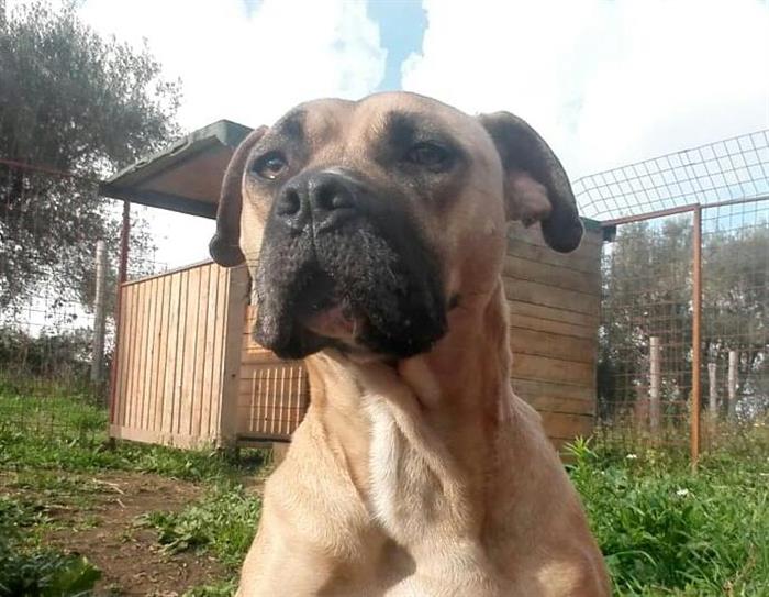 LUCE MIX AMSTAFF IN ADOZIONE