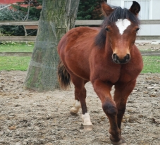 Vendo puledro 11 mesi QUARTER HORSE    Baio