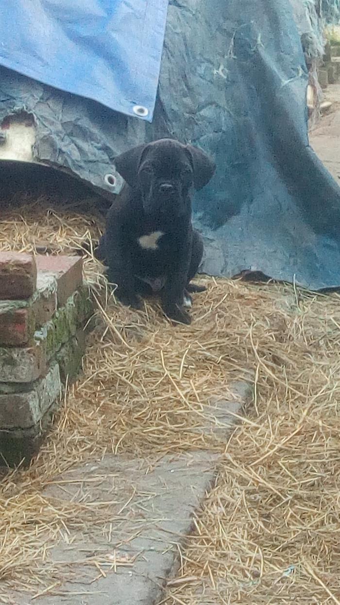 CANE CORSO