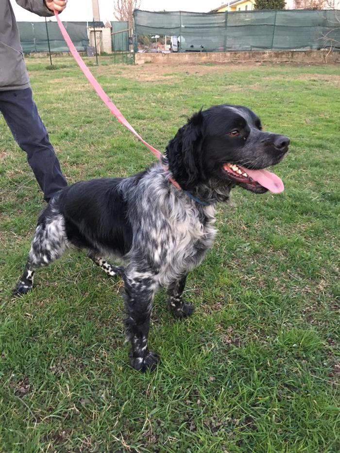 CUCCIOLI DI EPAGNEUL BRETON CON PEDIGREE