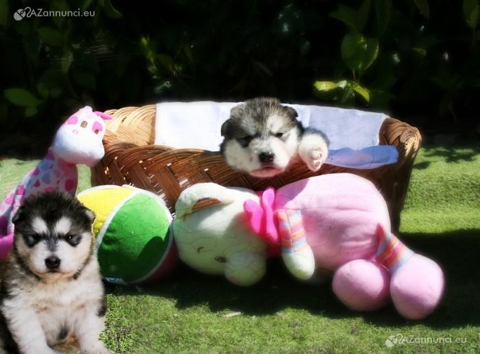 CUCCIOLI DI ALASKAN MALAMUTE