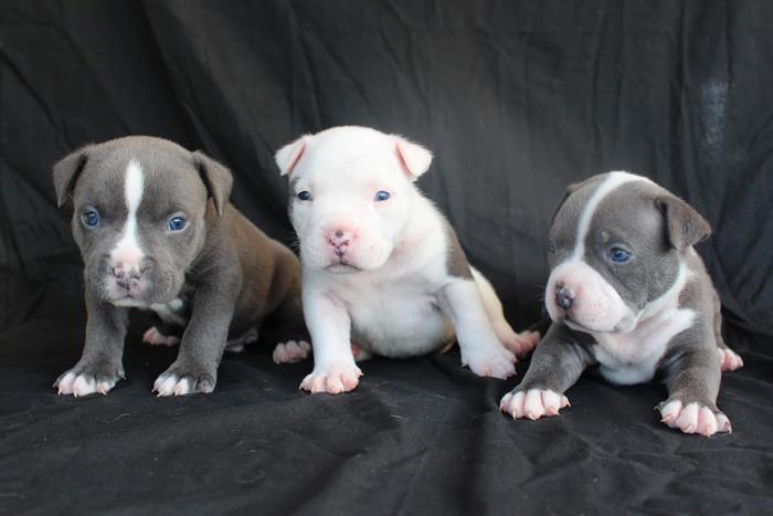 CUCCIOLI AMERICAN BULLY POCKET