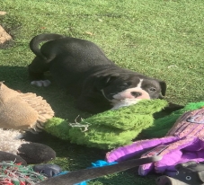 Stupendi Cuccioli American Bully con pedigree