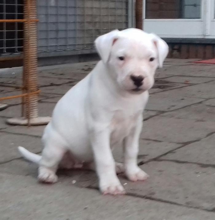 DOGO ARGENTINO