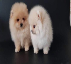 POMERANIA CUCCIOLI (MASCHIO E FEMMINA)