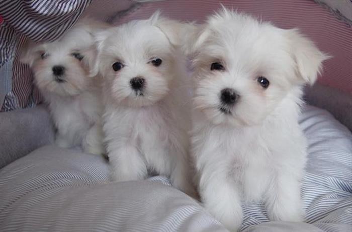 MALTESE MINI TOY