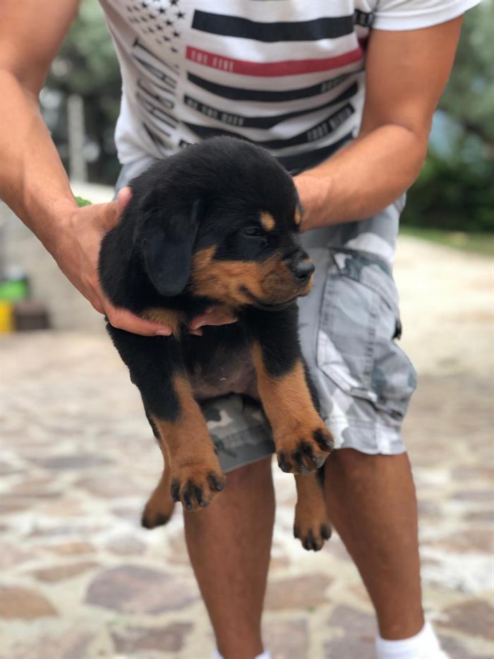 CUCCIOLI DI ROTTWEILER