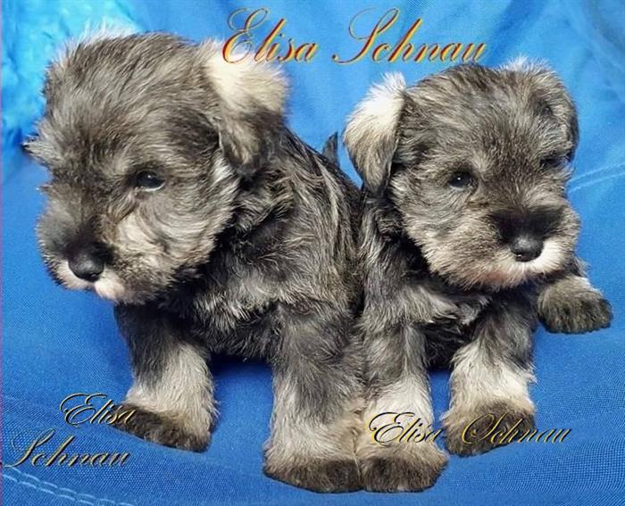 SCHNAUZER NANO PEPE E SALE