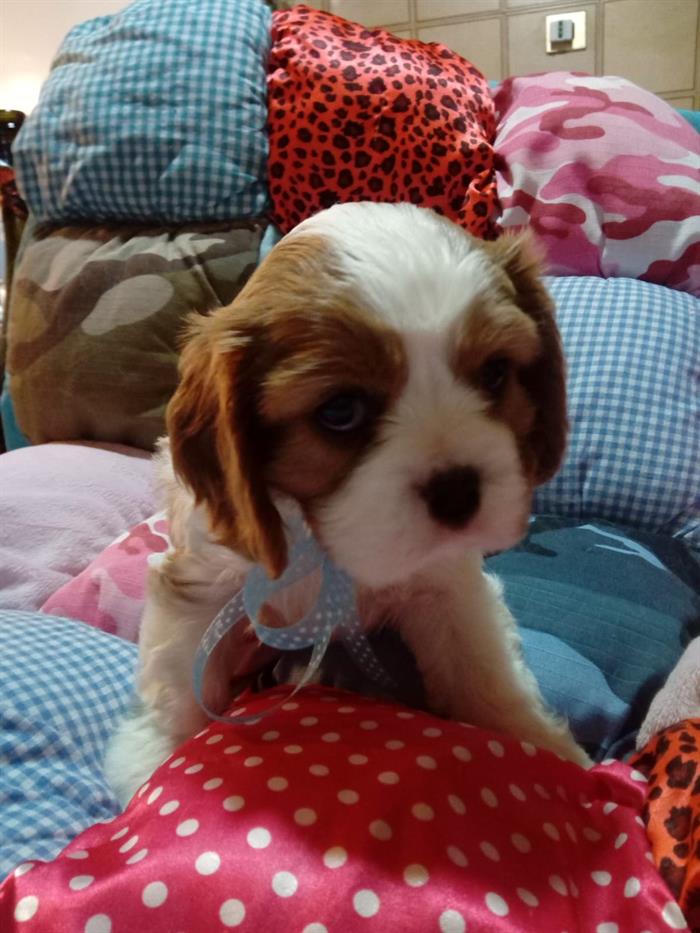 CAVALIER KING CHARLES BLENHEIM