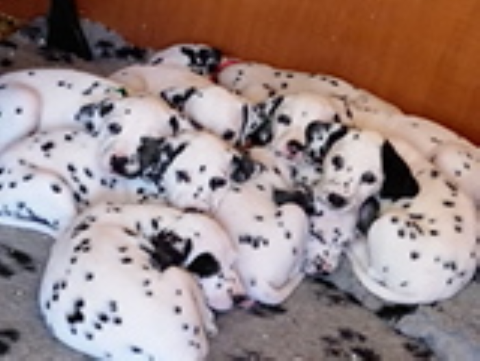 CUCCIOLI DALMATA 40 GIORNI CON PEDIGREE