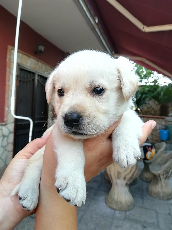 LABRADOR