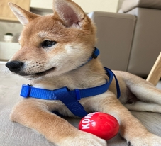 Shiba inu 