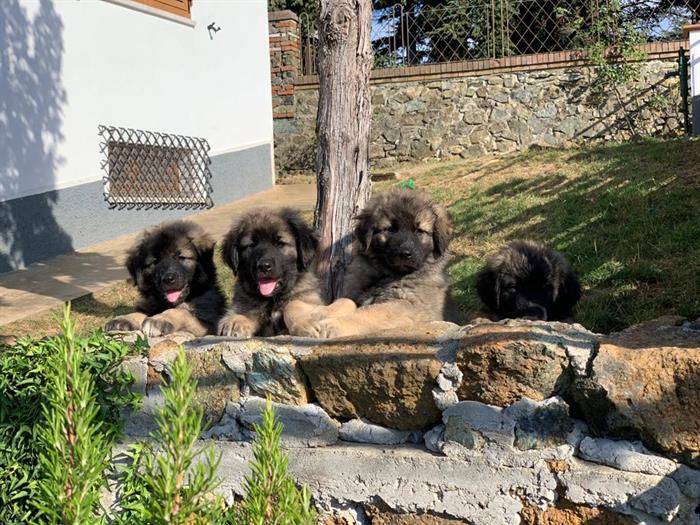 CUCCIOLI DI RAZZA PASTORE DELLA CIARPLANINA