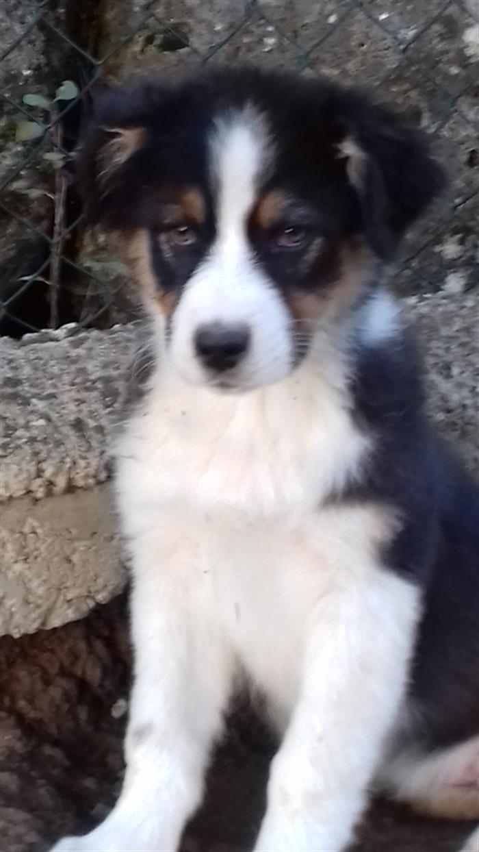 CUCCIOLI DI AUSTRALIAN SHEPHERD DISPONIBILI