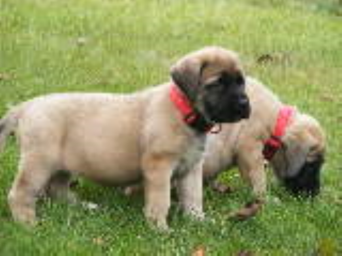 SPLENDIDA CUCCIOLATA DI MASTINO