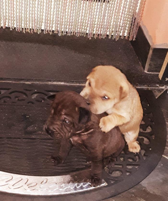 SPLENDIDI CUCCIOLI DI SHAR PEI