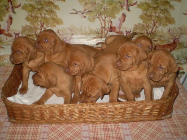 CUCCIOLI DI BRACCO UNGHERESE VIZSLA