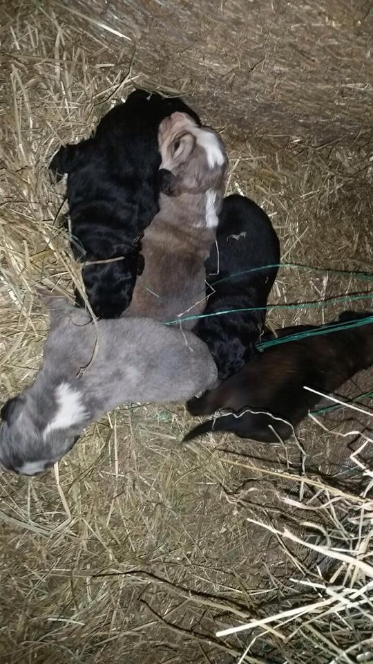 CUCCIOLI INCROCI DI TERRANOVA