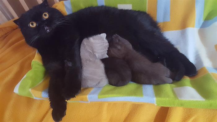 SPLENDIDI CUCCIOLI DI SCOTTISH FOLD E STRAIGHT