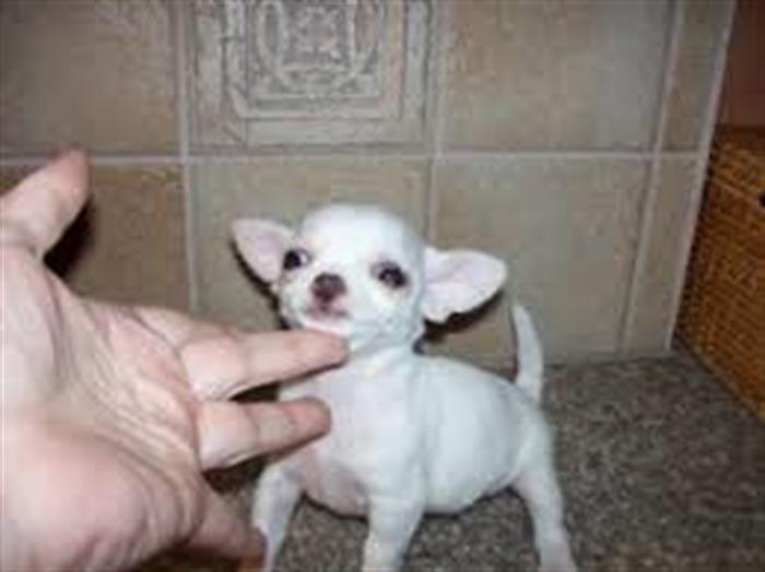 CHIHUAHUA