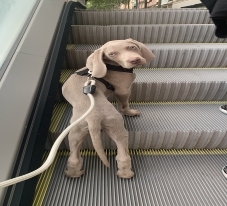 Braco weimaraner prezzo trattabile