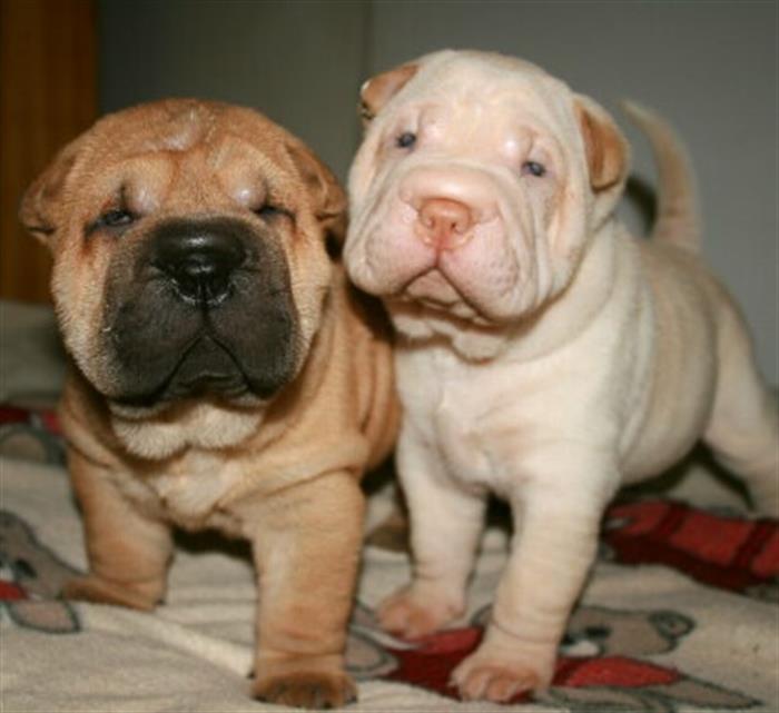 SHAR-PEI CUCCIOLI