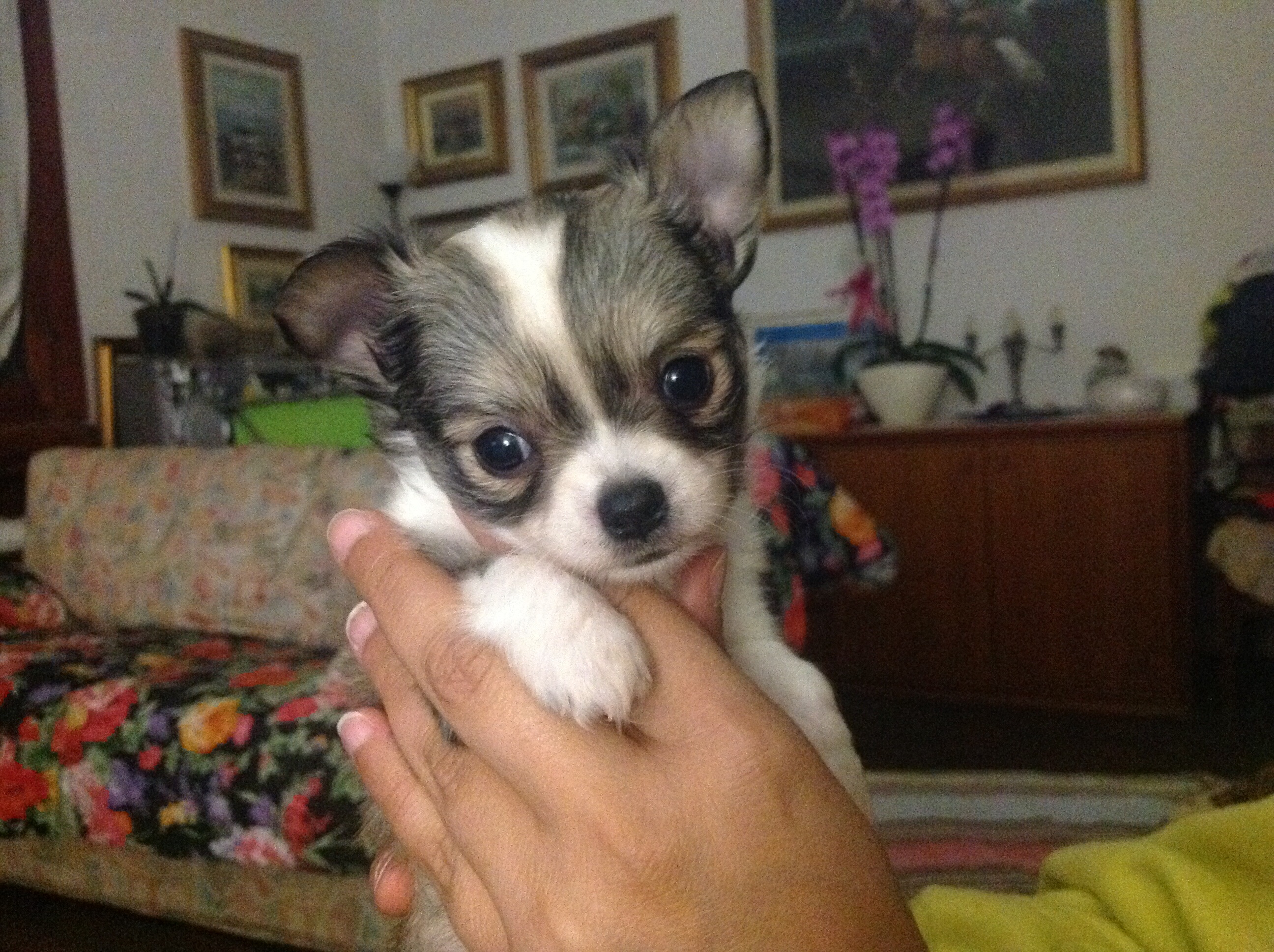 CUCCIOLO DI CHIHUAHUA MASCHIO PELO LUNGO