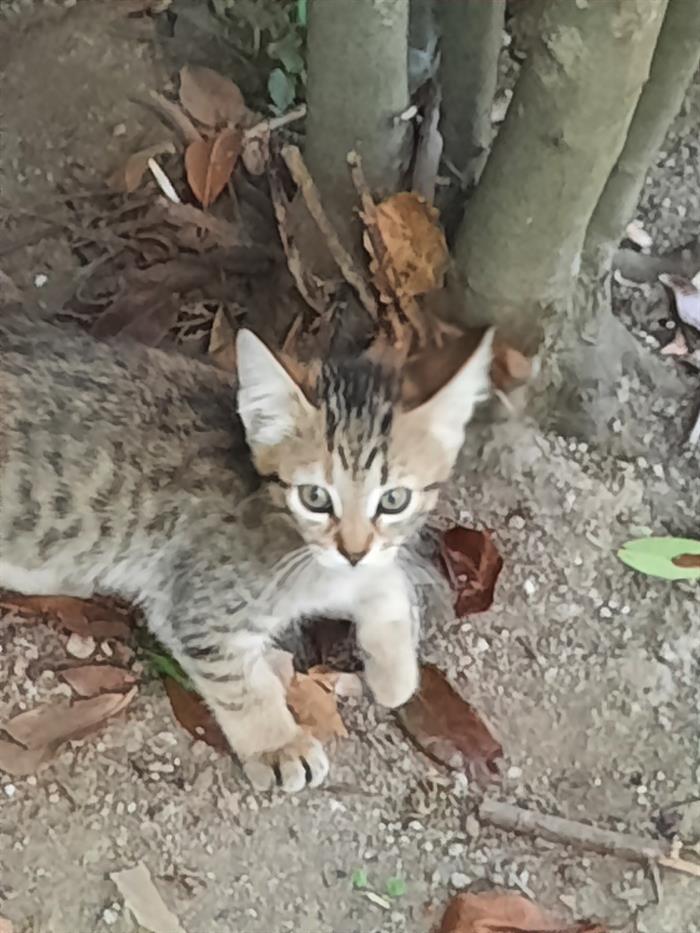 REGALO CUCCIOLI SORIANO