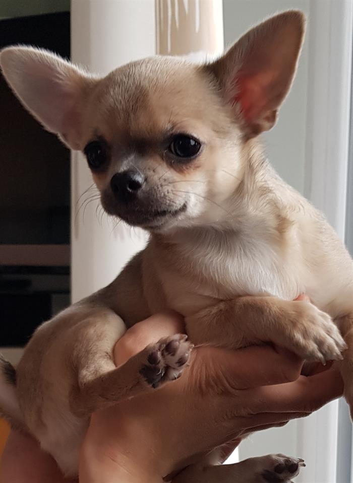 CHIHUAHUA