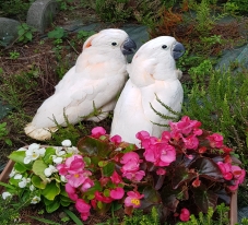 Cacatua delle mollucche