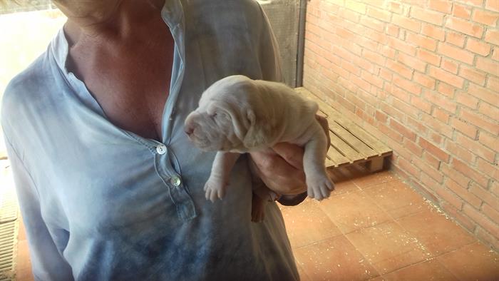 BRACCO ITALIANO