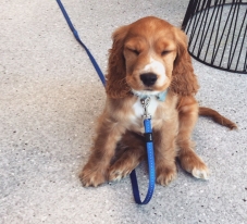 Bellissimi cuccioli di cocker spaniel inglese di ottima qualità.