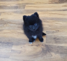 Pomerania cucciolo - 